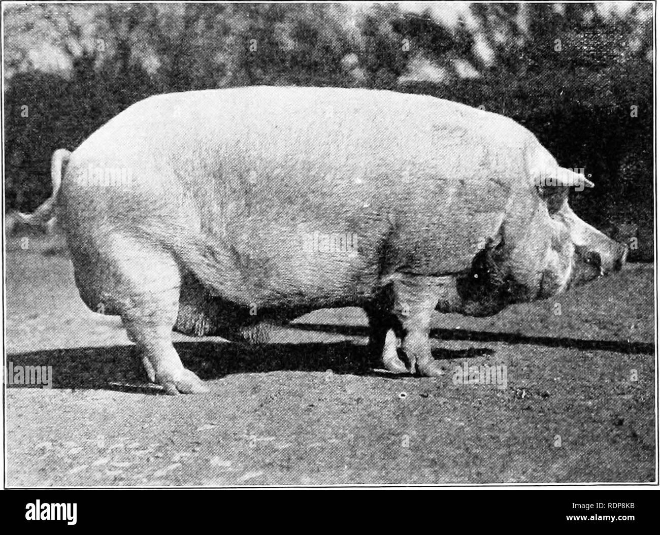 Young boars Black and White Stock Photos & Images - Alamy