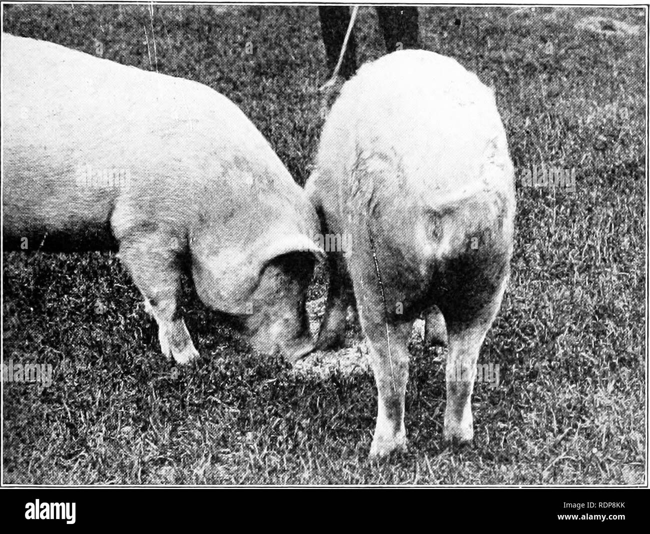 Pig rear view Black and White Stock Photos & Images - Alamy