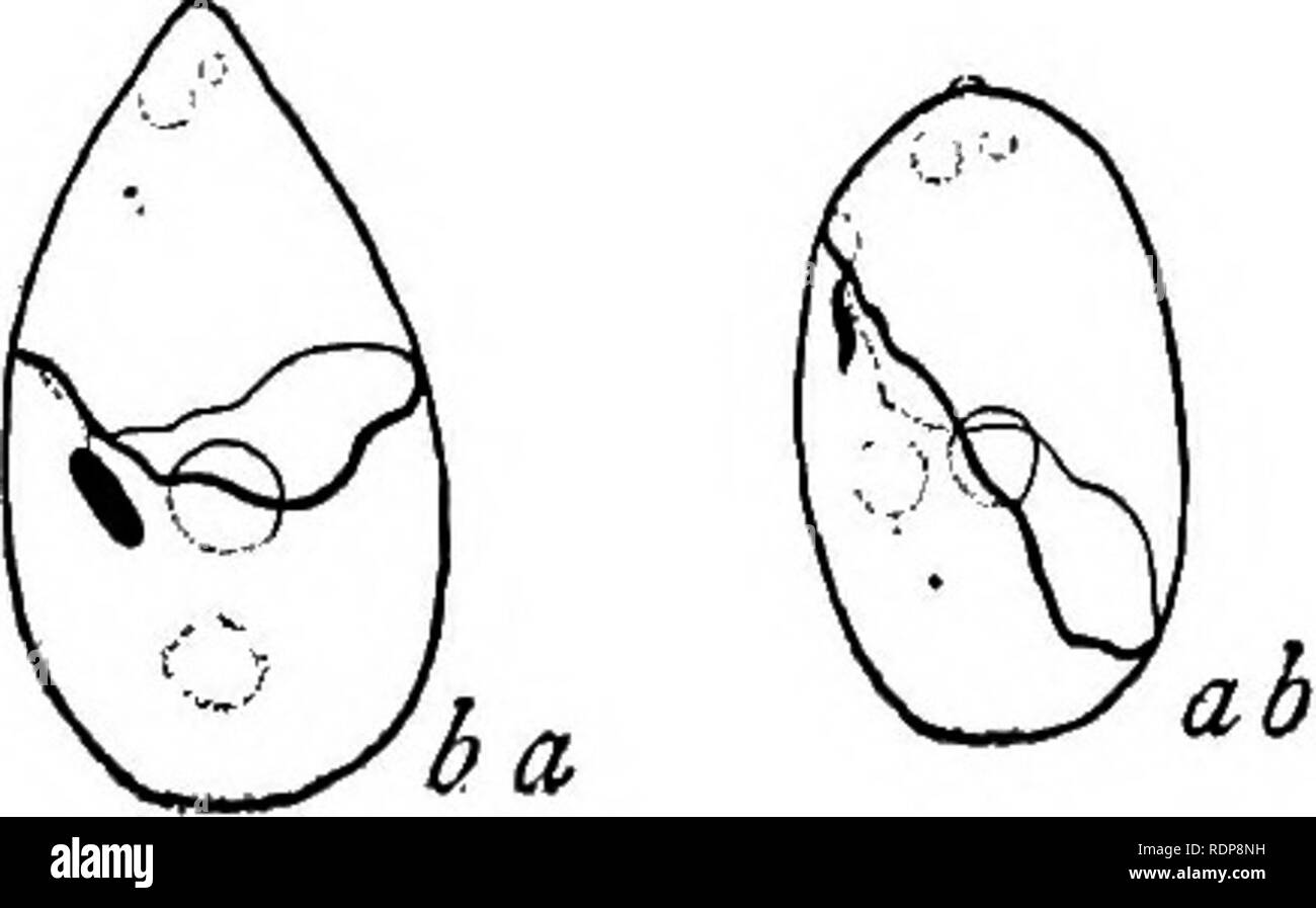Mendel's law hi-res stock photography and images - Alamy