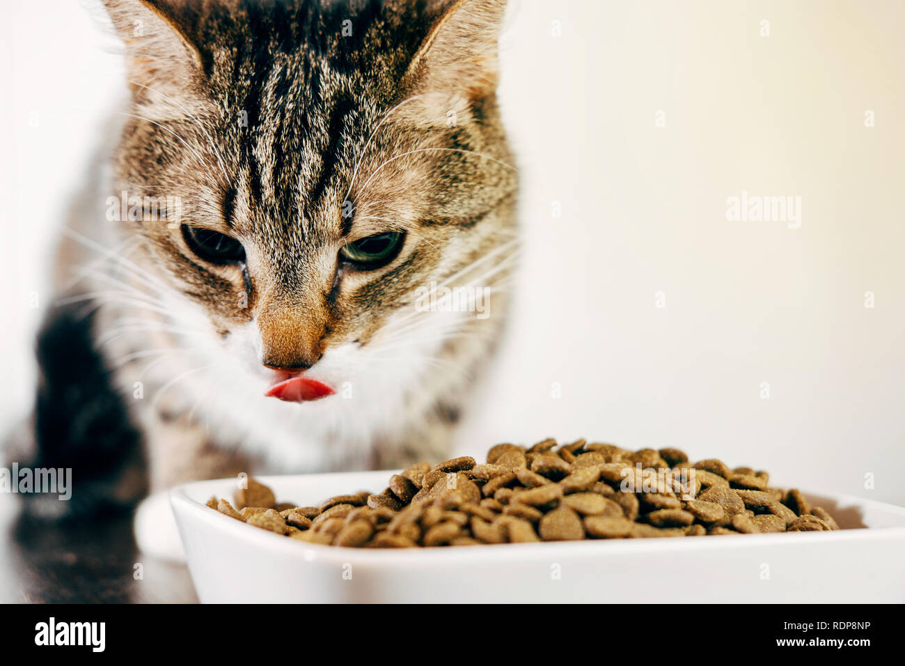 Eats from feeding dish bowl hi-res stock photography and images - Alamy