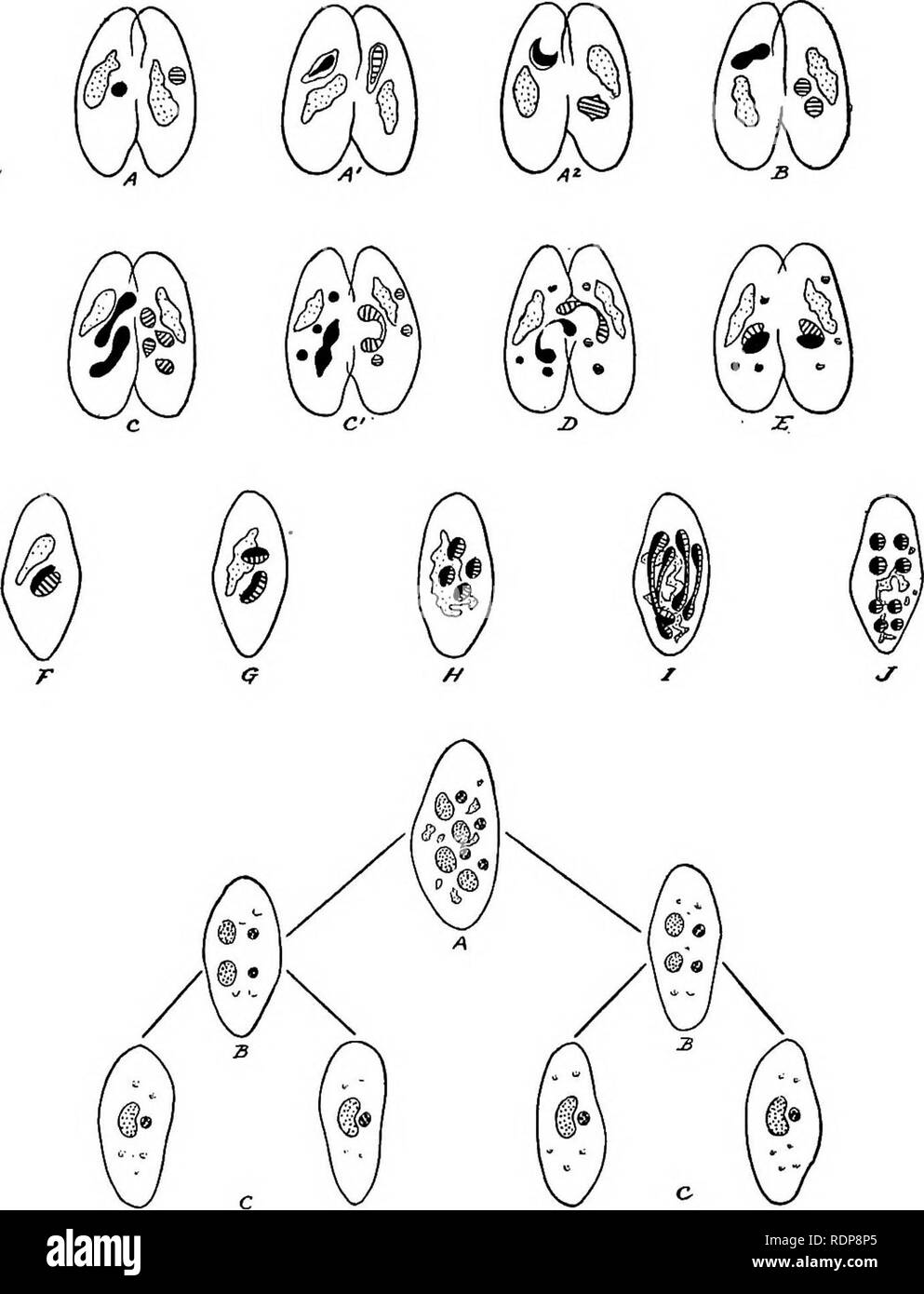 Protozoa conjugation Black and White Stock Photos & Images - Alamy
