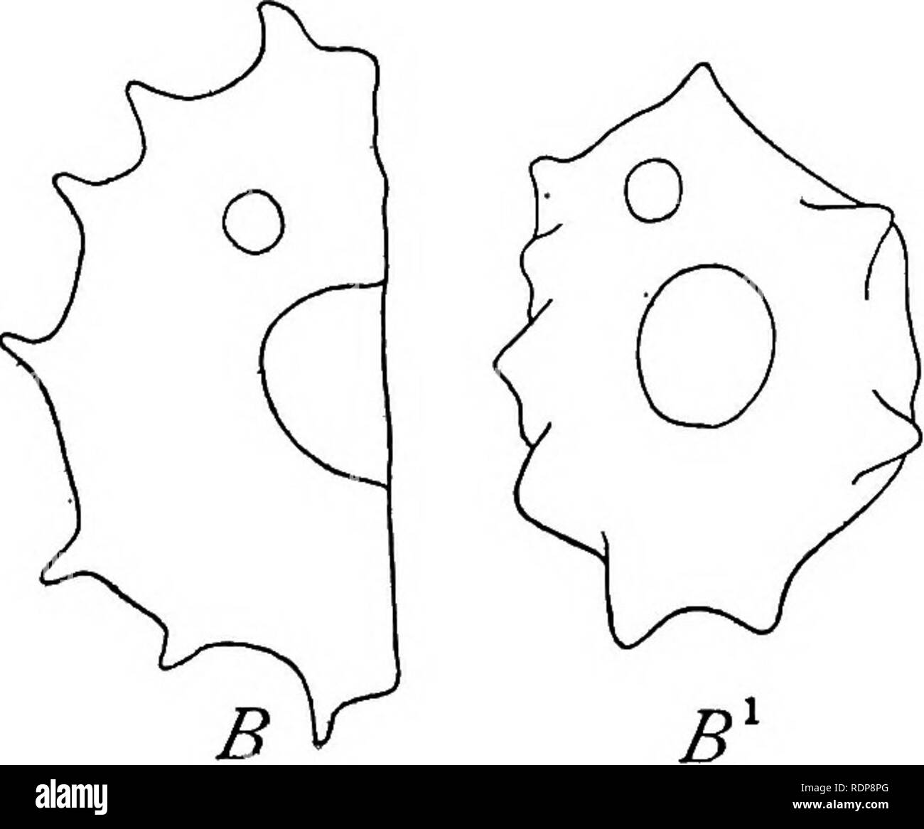 Mendel's law hi-res stock photography and images - Alamy