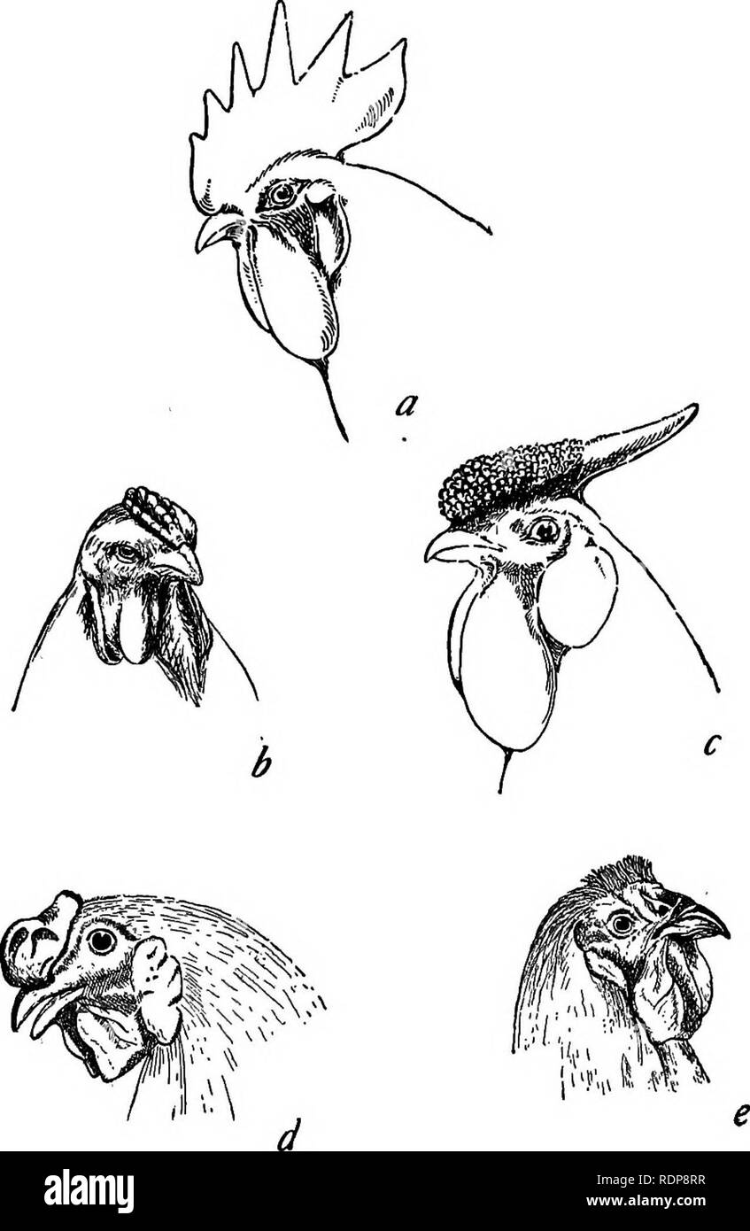 Rose comb Cut Out Stock Images & Pictures - Alamy