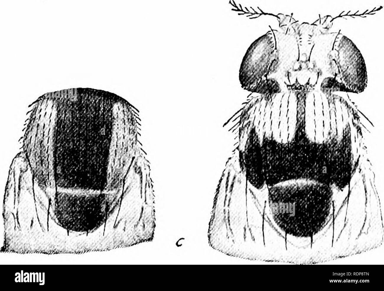 Mendel's law hi-res stock photography and images - Alamy