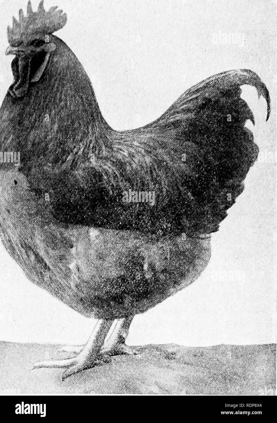 Buff orpington Black and White Stock Photos & Images - Alamy