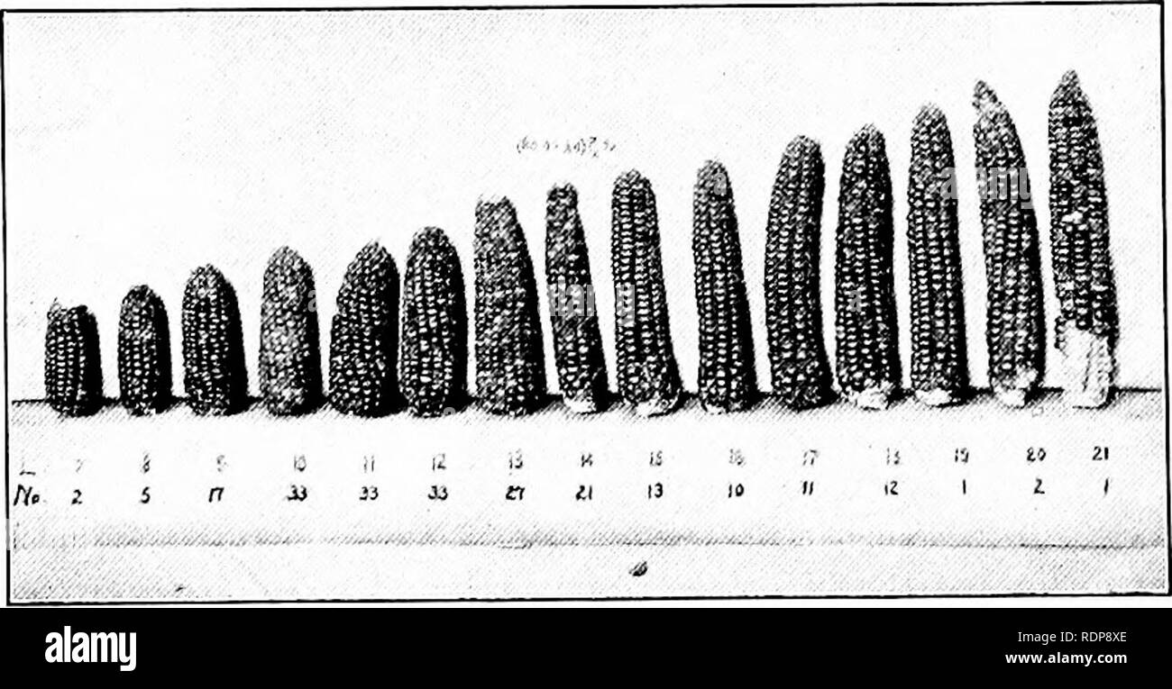 Mendel's law chromosomes hi-res stock photography and images - Alamy