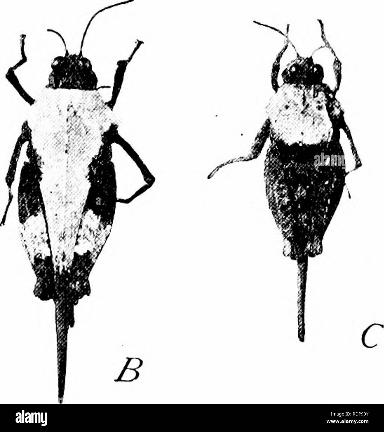 Mendel's law chromosomes hi-res stock photography and images - Alamy