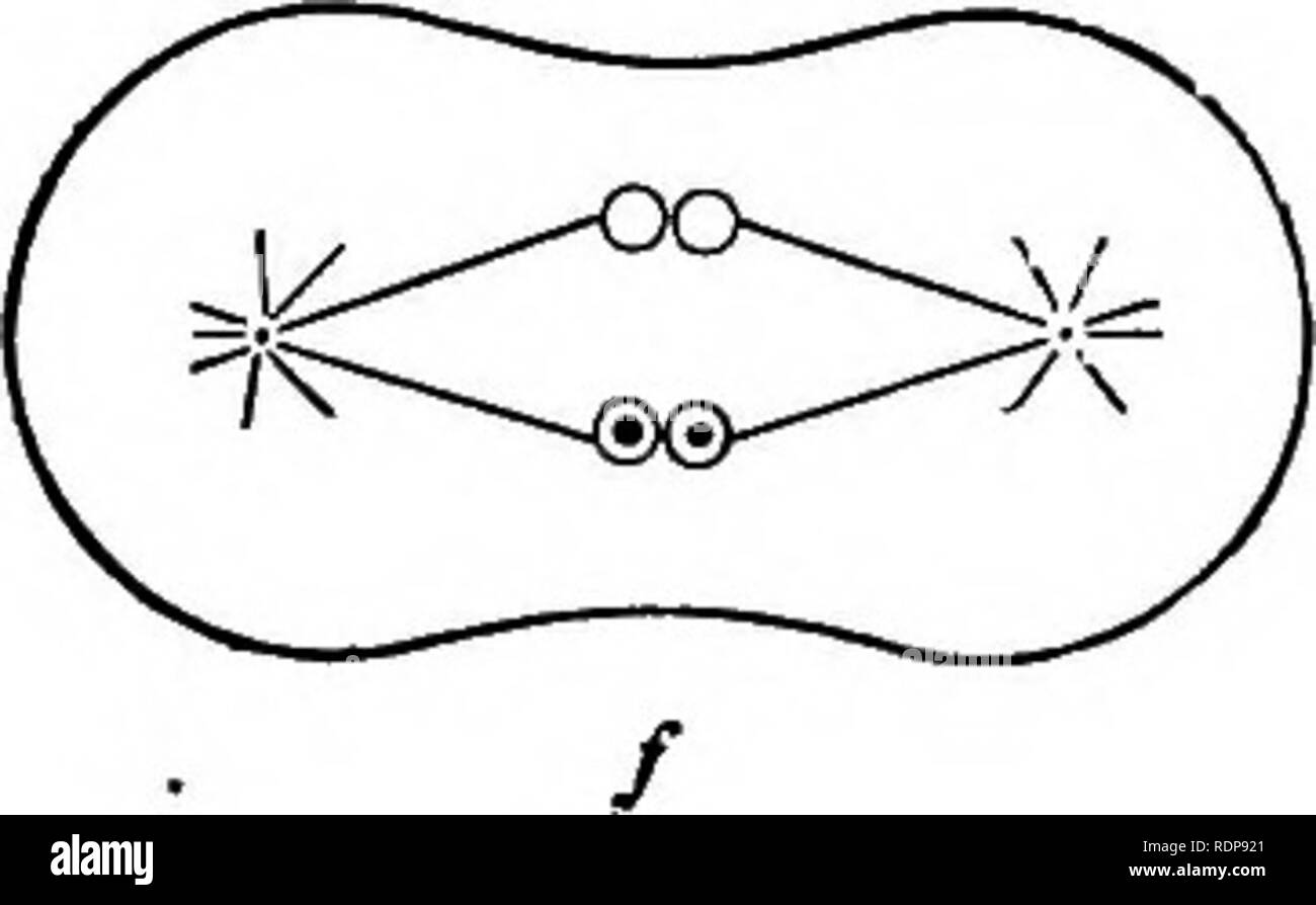 Mendel's law hi-res stock photography and images - Alamy