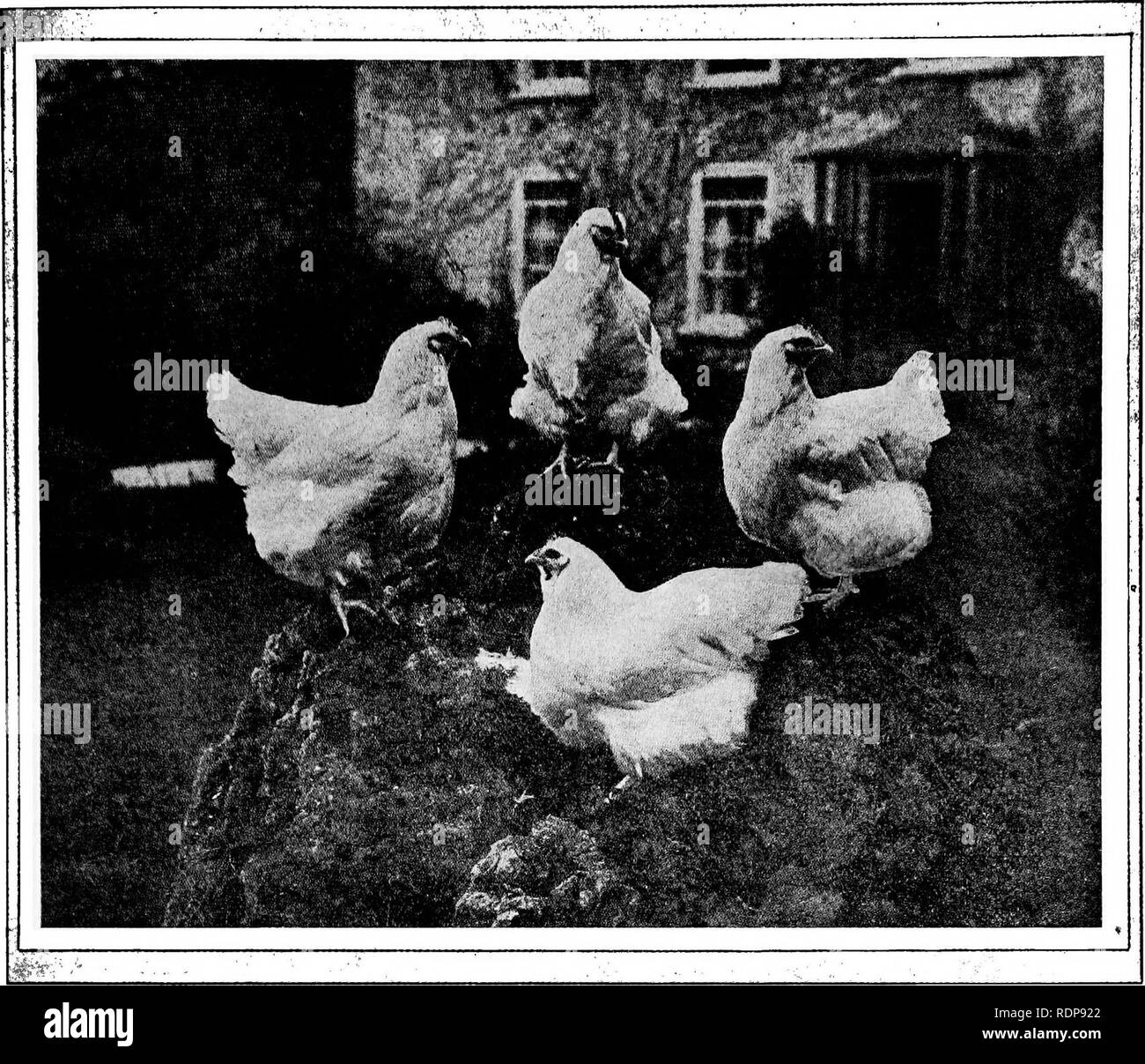 Buff orpington Black and White Stock Photos & Images - Alamy