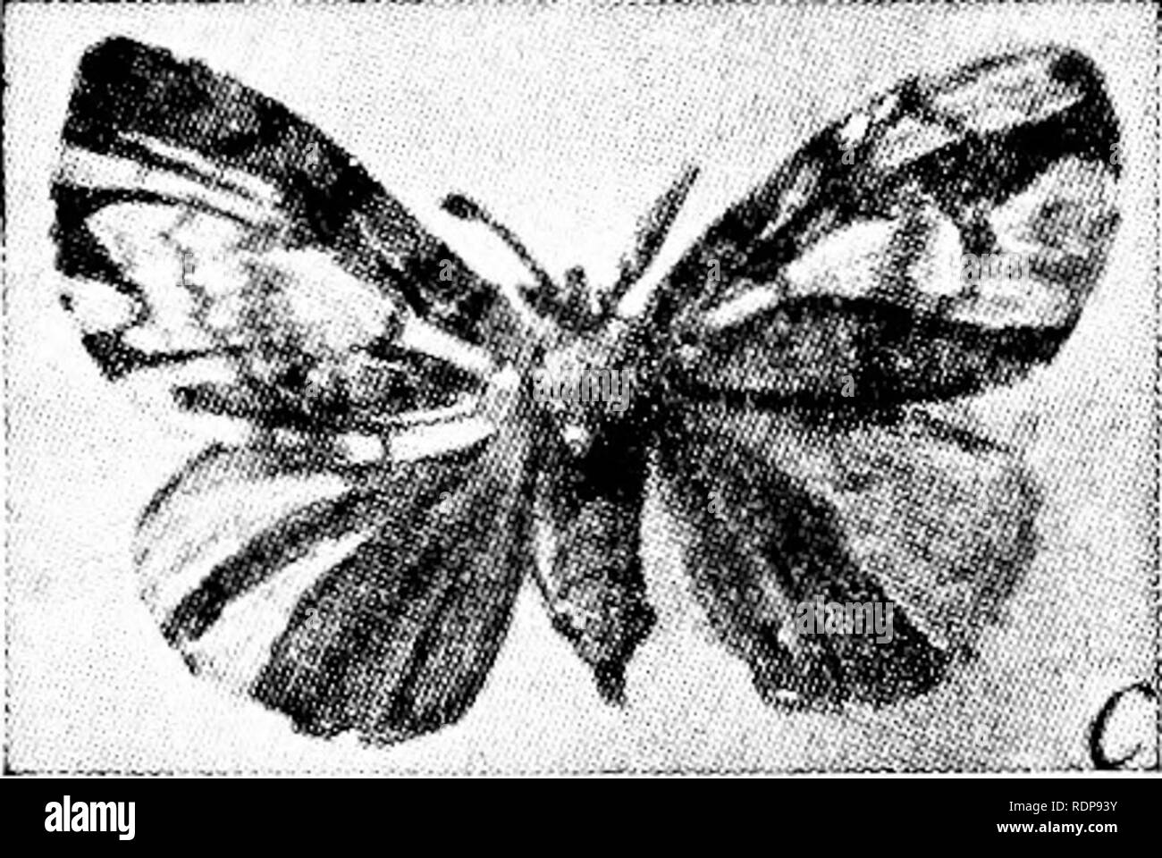 Mendel's law chromosomes hi-res stock photography and images - Alamy