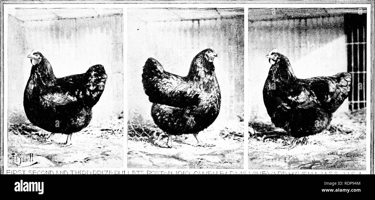 Chicken legs color table hi-res stock photography and images - Alamy