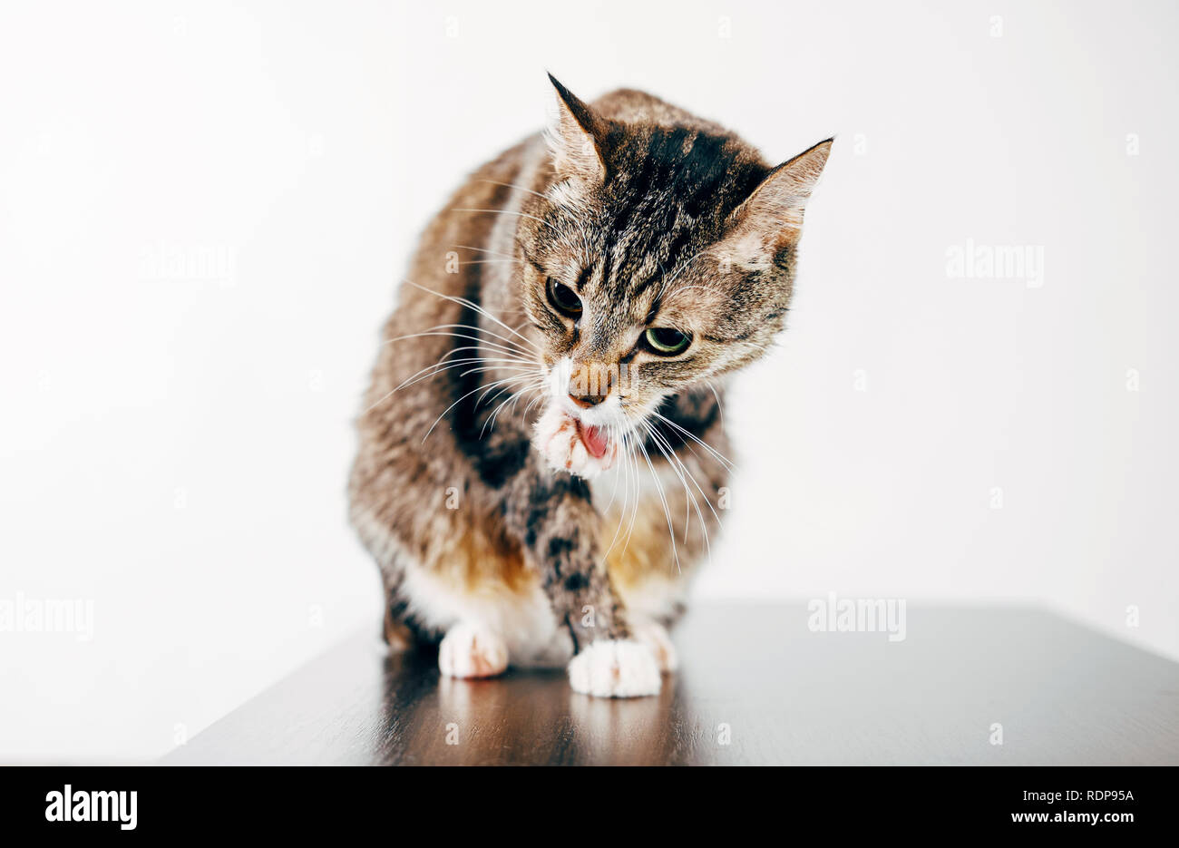 cat washes the paw on white background Stock Photo - Alamy