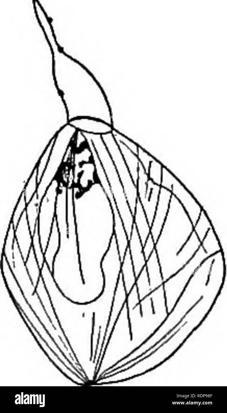 Mendel's law hi-res stock photography and images - Alamy