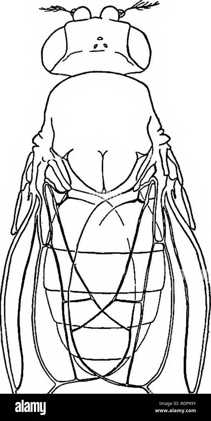 Mendel's Law Chromosomes High Resolution Stock Photography and Images ...
