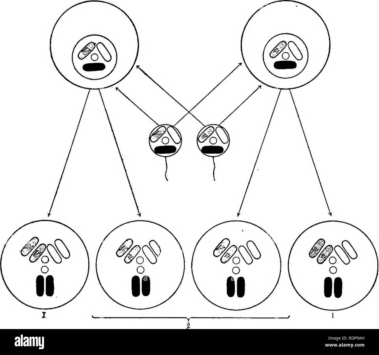 Mendel's law of segregation Black and White Stock Photos & Images - Alamy