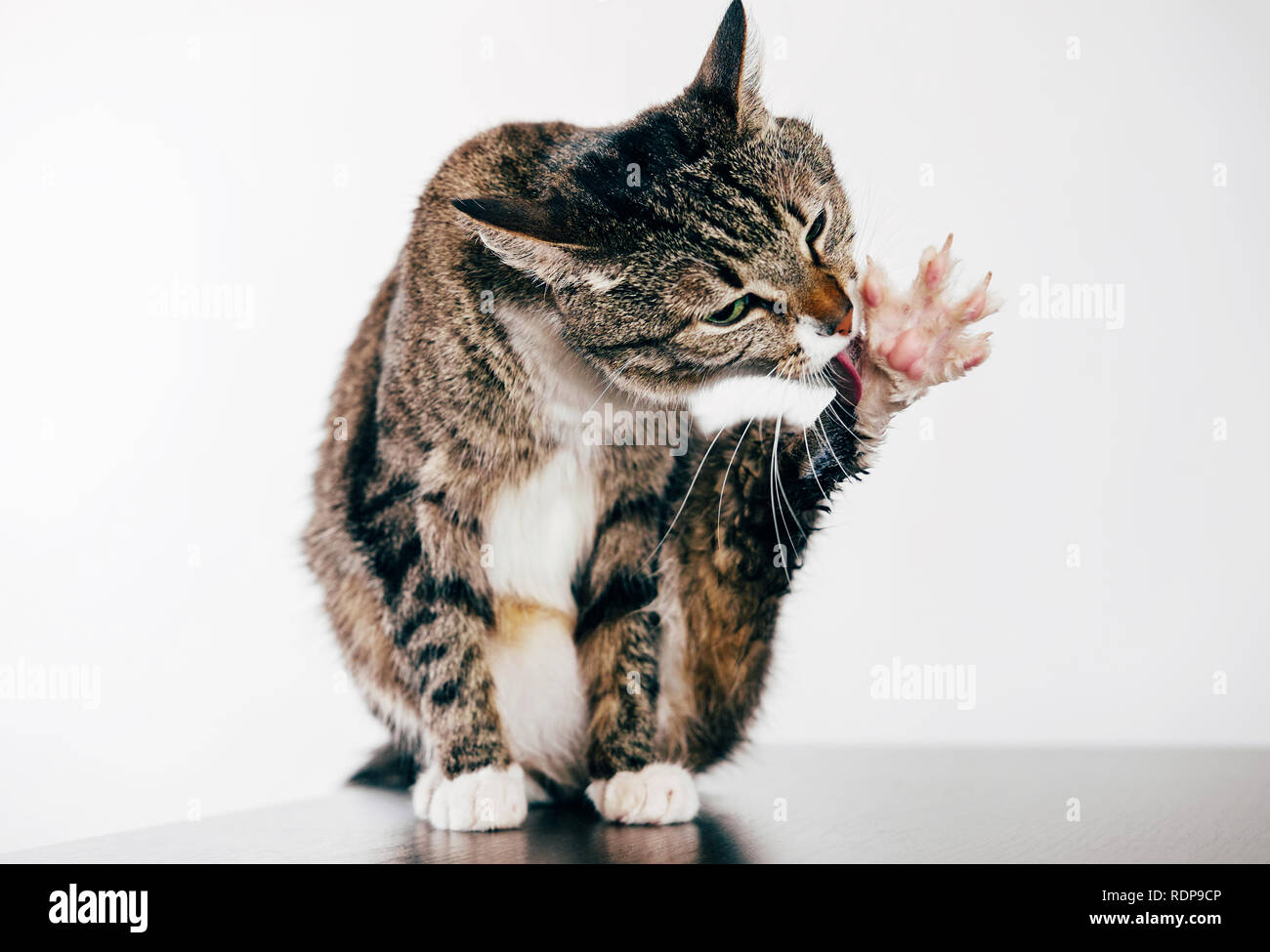 cat washes the paw on white background Stock Photo - Alamy