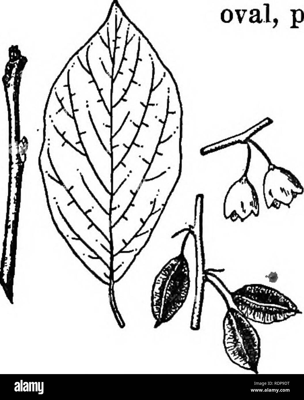 Common silverbell hi-res stock photography and images - Alamy