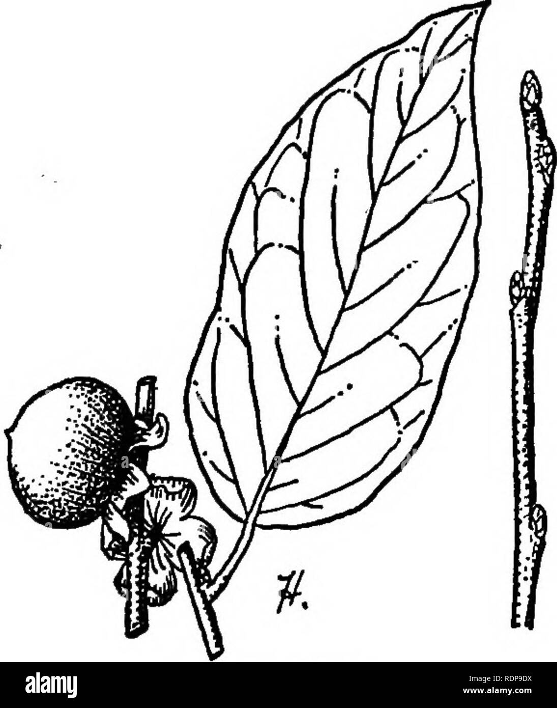 Persimmon bark hi-res stock photography and images - Alamy