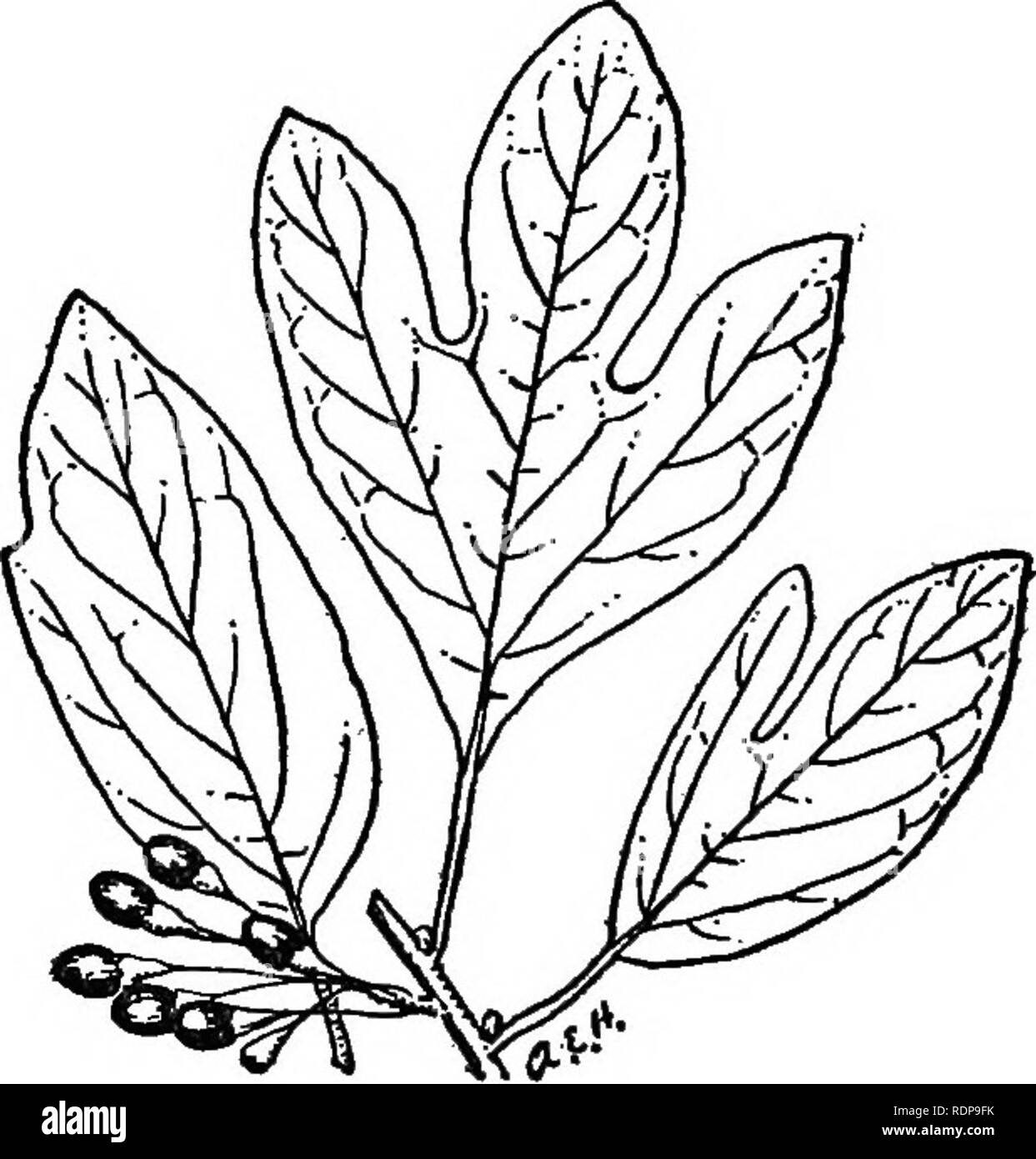 Sassafras officinale hi-res stock photography and images - Alamy