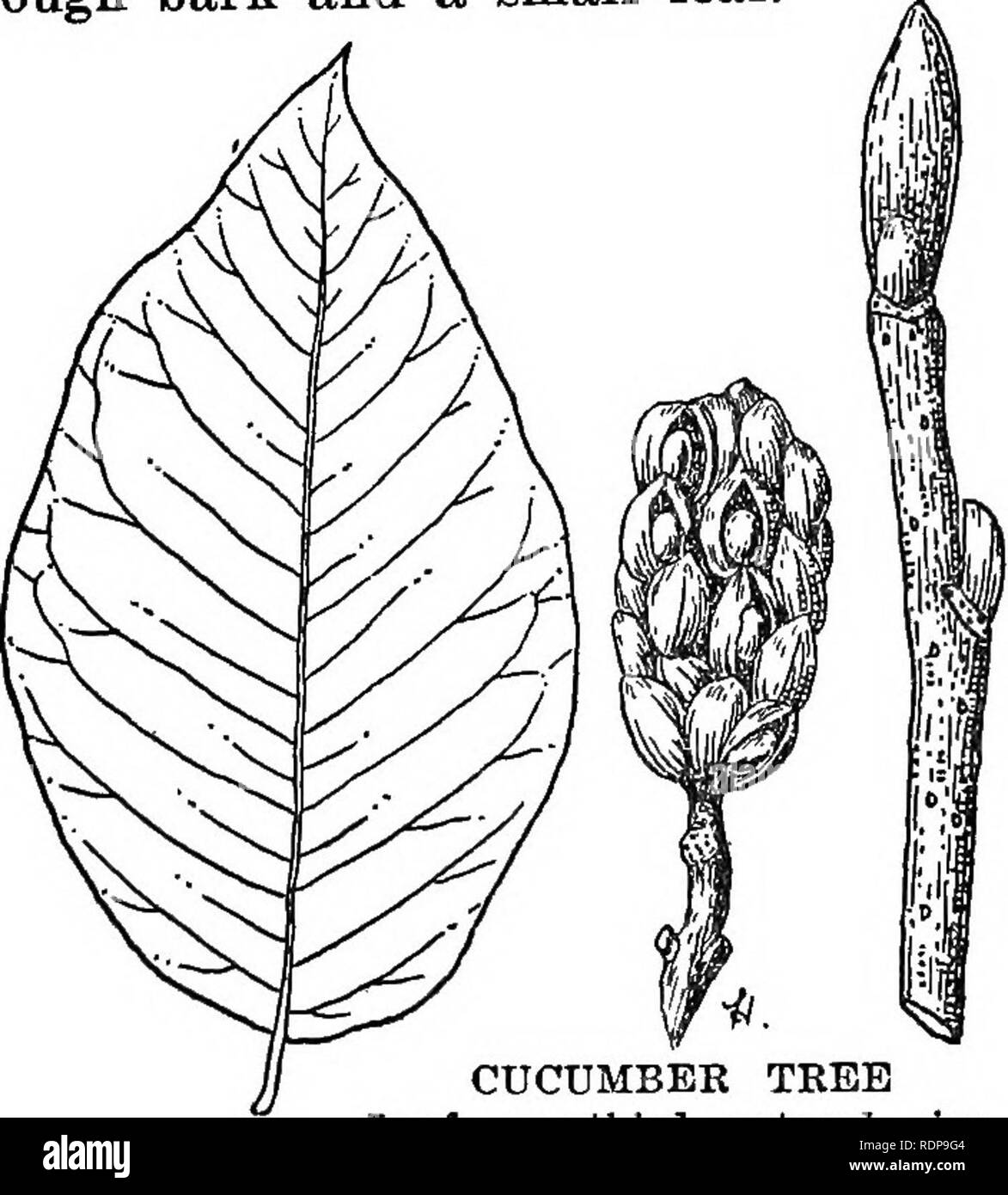 . Common forest trees of North Carolina. How to know them. A pocket ...