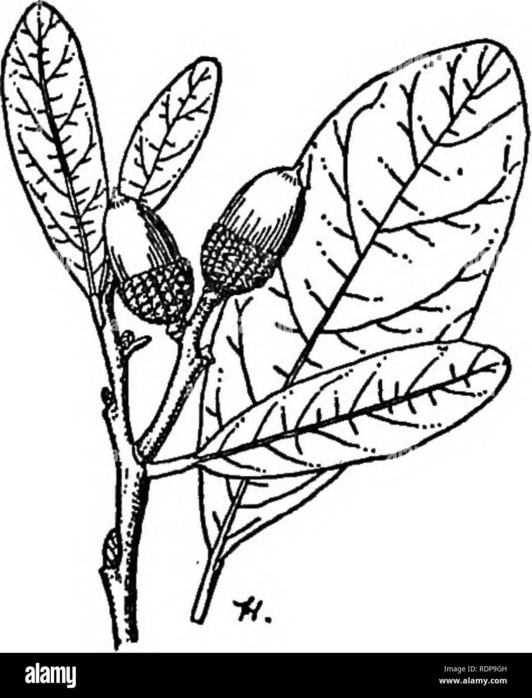 Quercus Virginiana Drawing