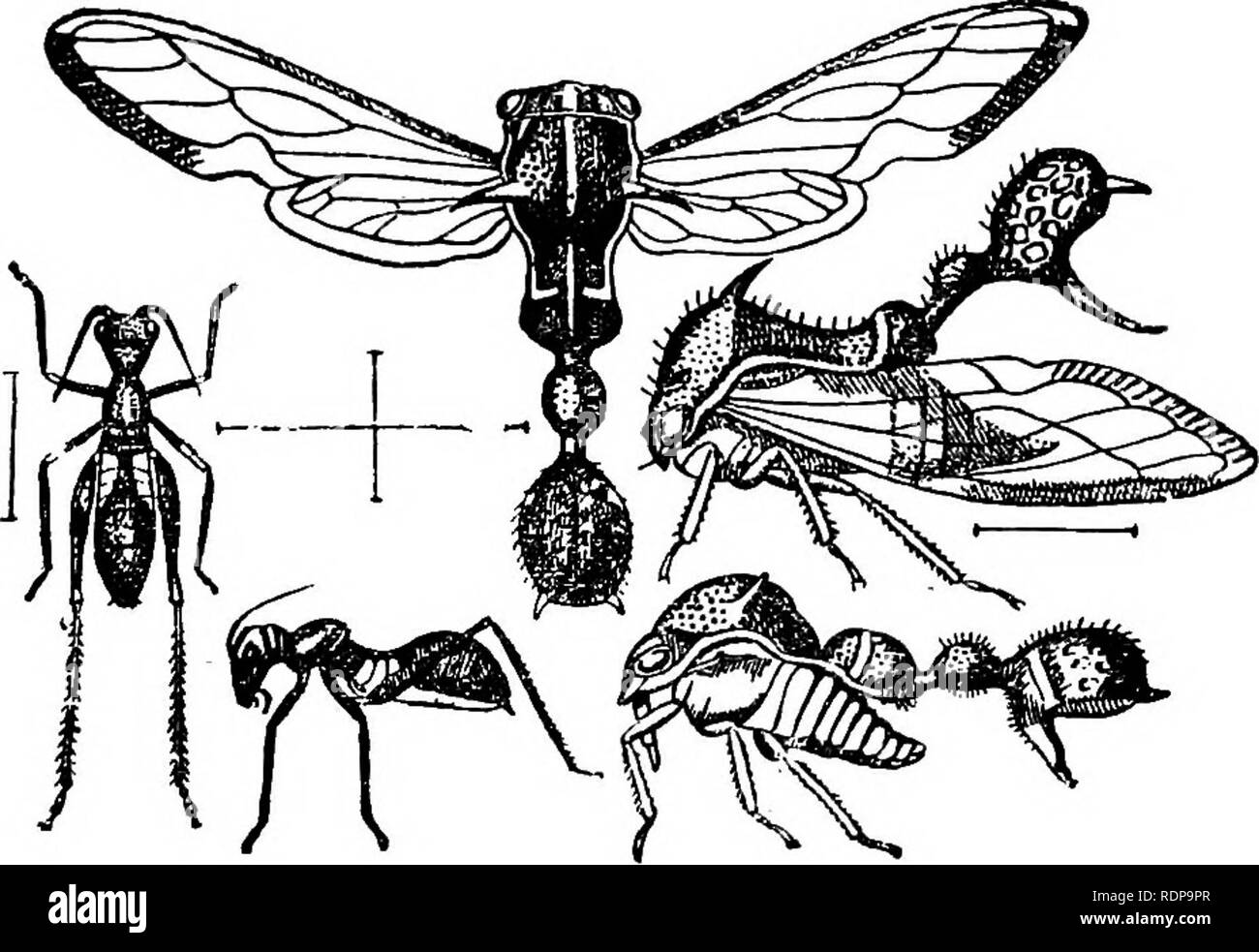 Mimicry of insect Black and White Stock Photos & Images - Alamy
