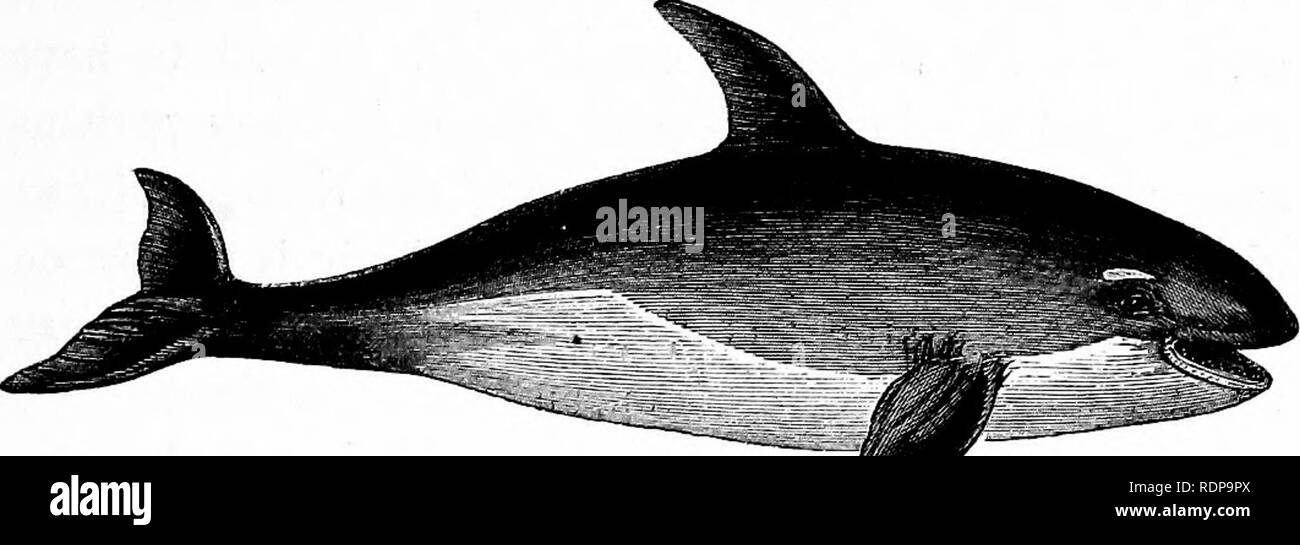 . A history of British quadrupeds, including the Cetacea. Mammals ...