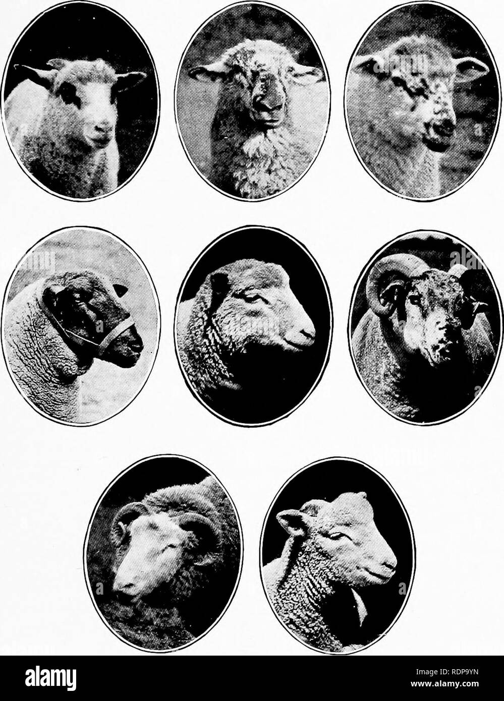 Sheep genetics Black and White Stock Photos & Images - Alamy