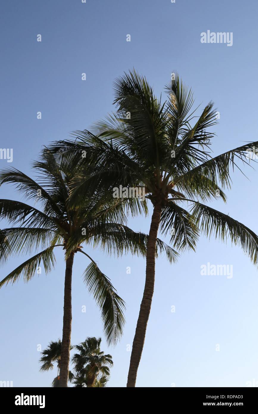 High angle view of the Caribbean Palms Stock Photo - Alamy
