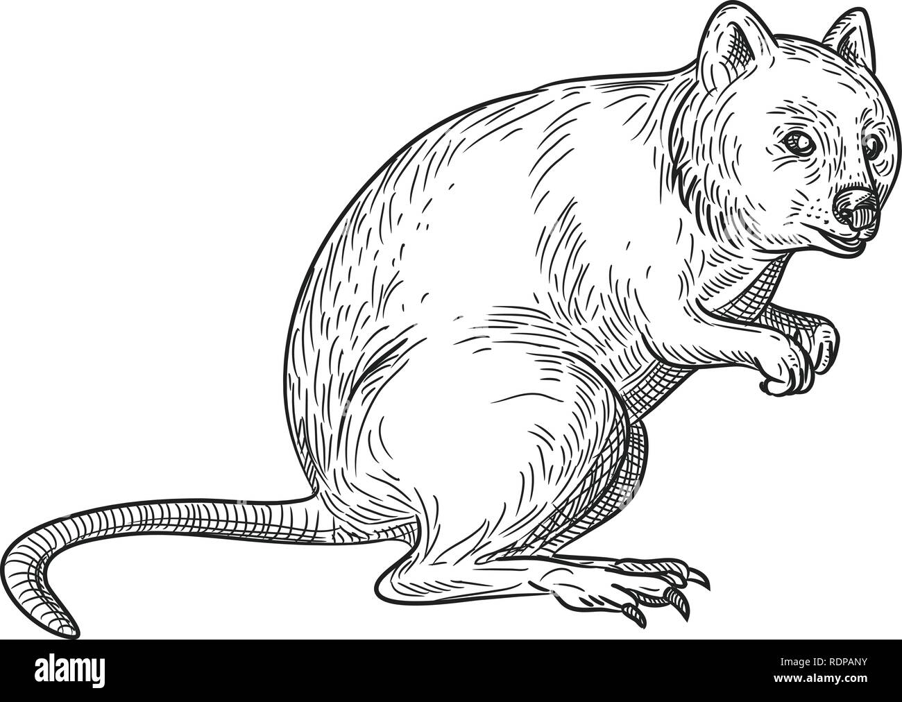 Quokka setonix brachyurus Stock Vector Images - Alamy