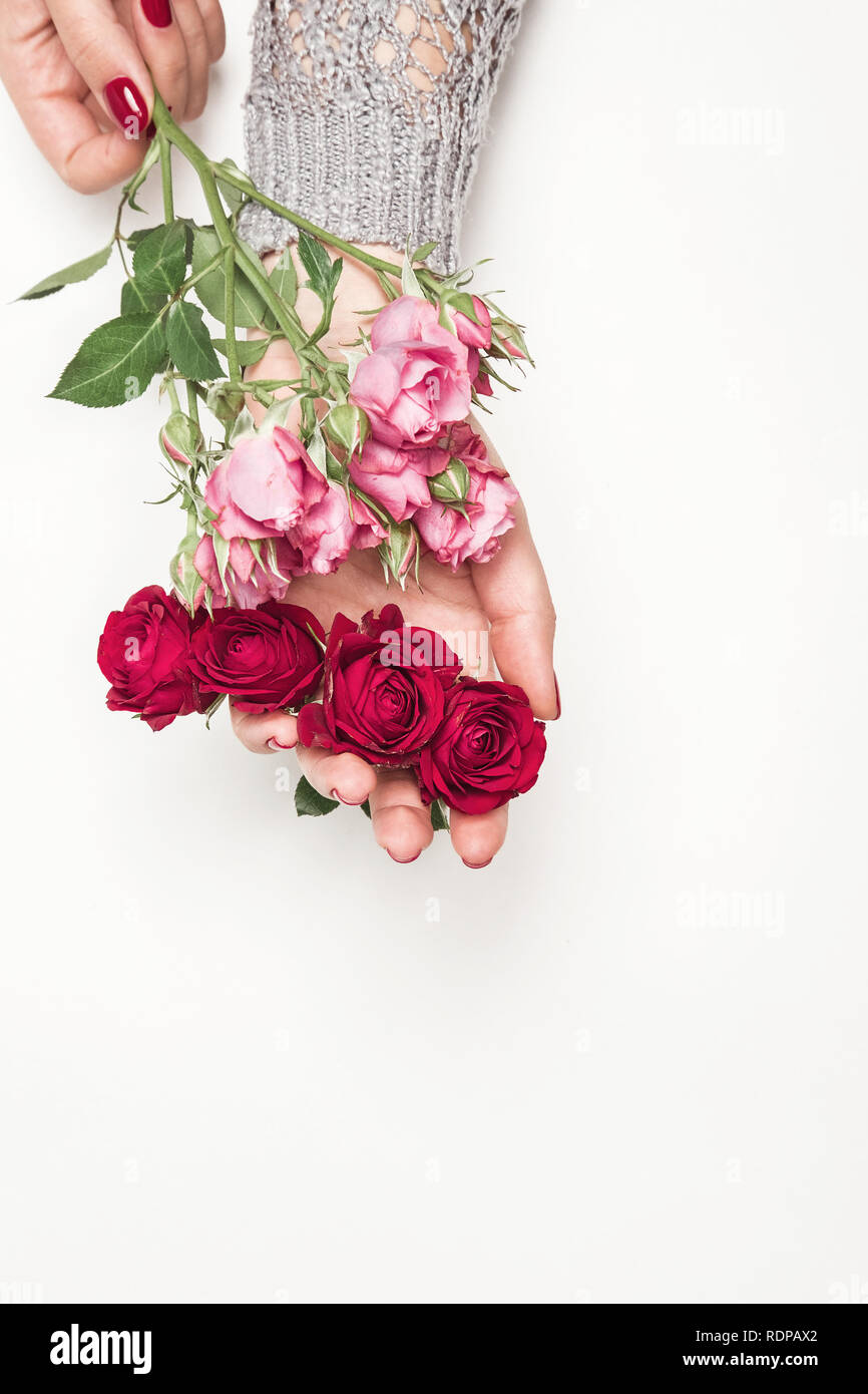 flowers roses in hands of girl, top view, little roses petals, white ...