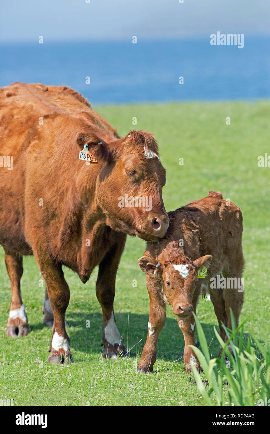 Shorthorn cross Limousin cattle. Cow nuzzling her calf. Suckler herd ...