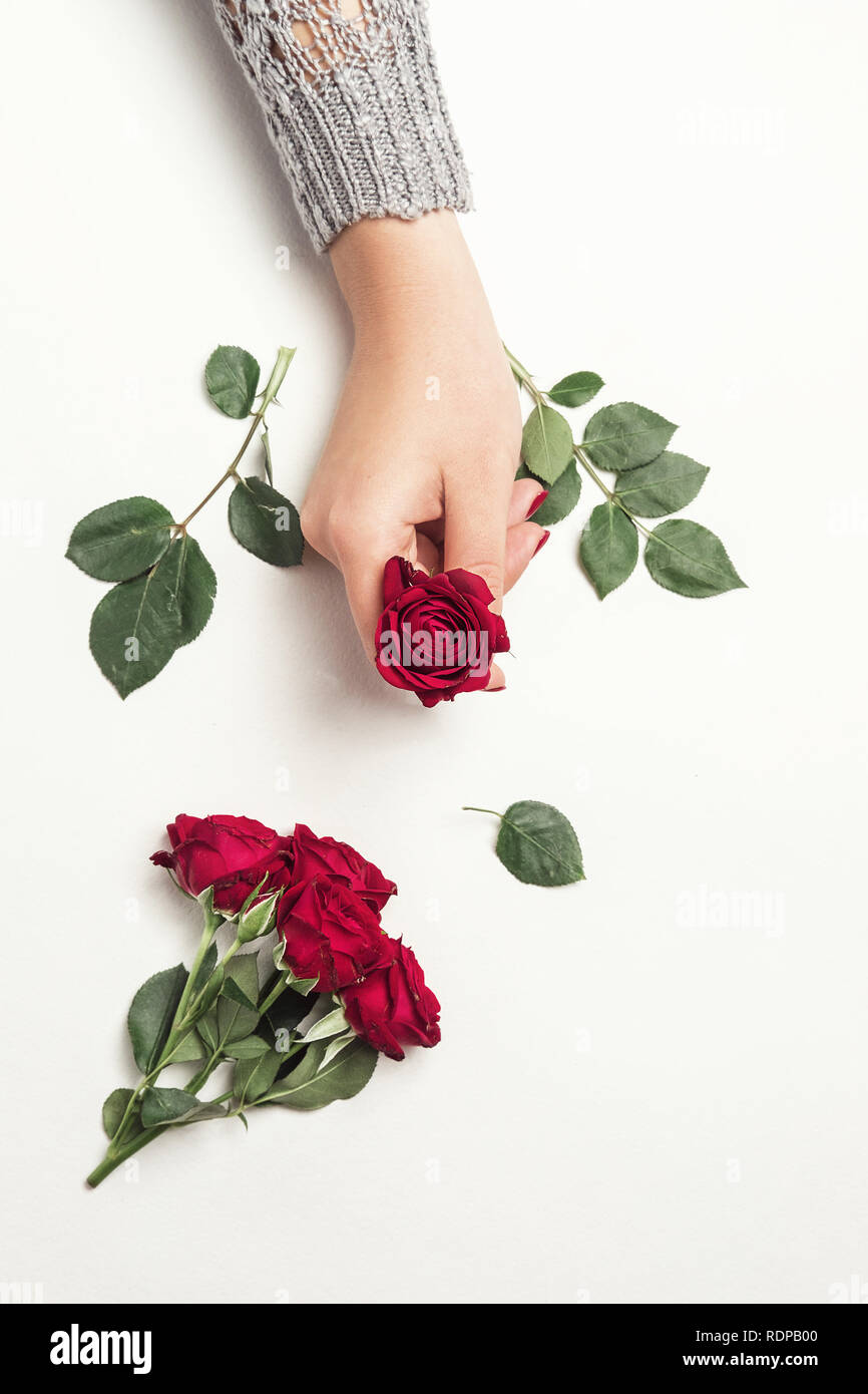 flowers roses in hands of girl, top view, little roses petals, white ...