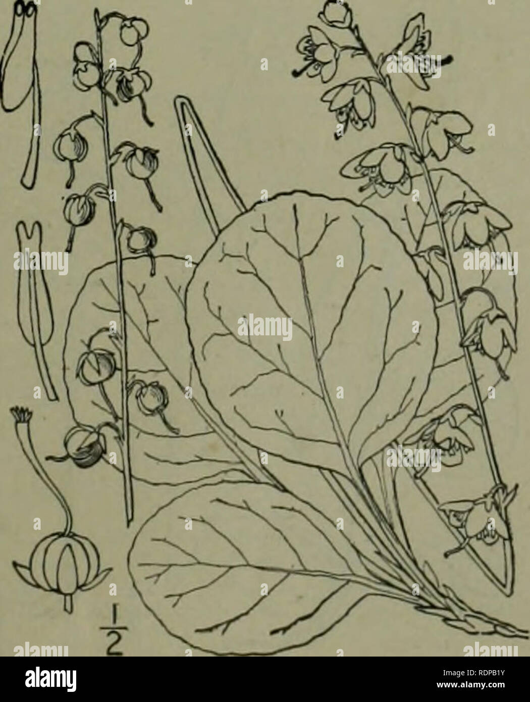 Elliptic leaf blades hi-res stock photography and images - Alamy