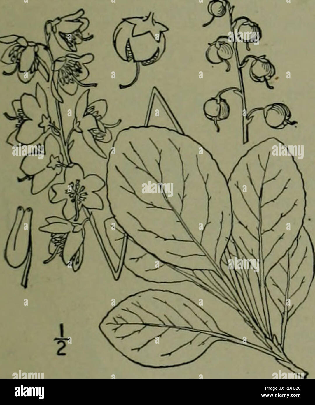 Elliptic leaf blades hi-res stock photography and images - Alamy