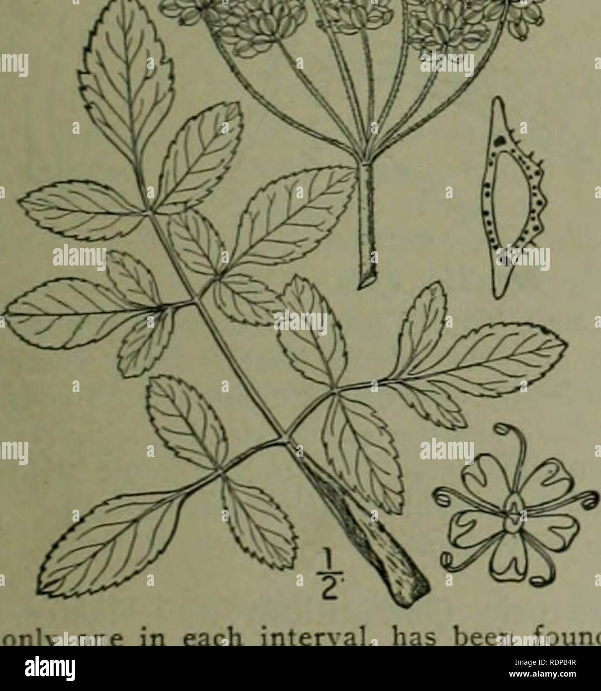 Tomentose hairy leaves hi-res stock photography and images - Alamy