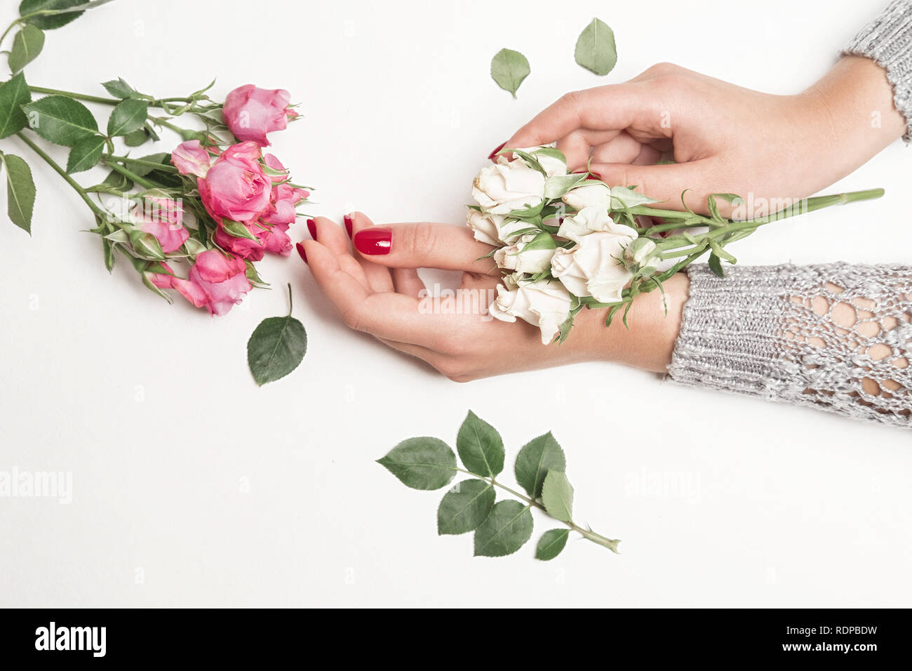 flowers roses in hands of girl, top view, little roses petals, white ...