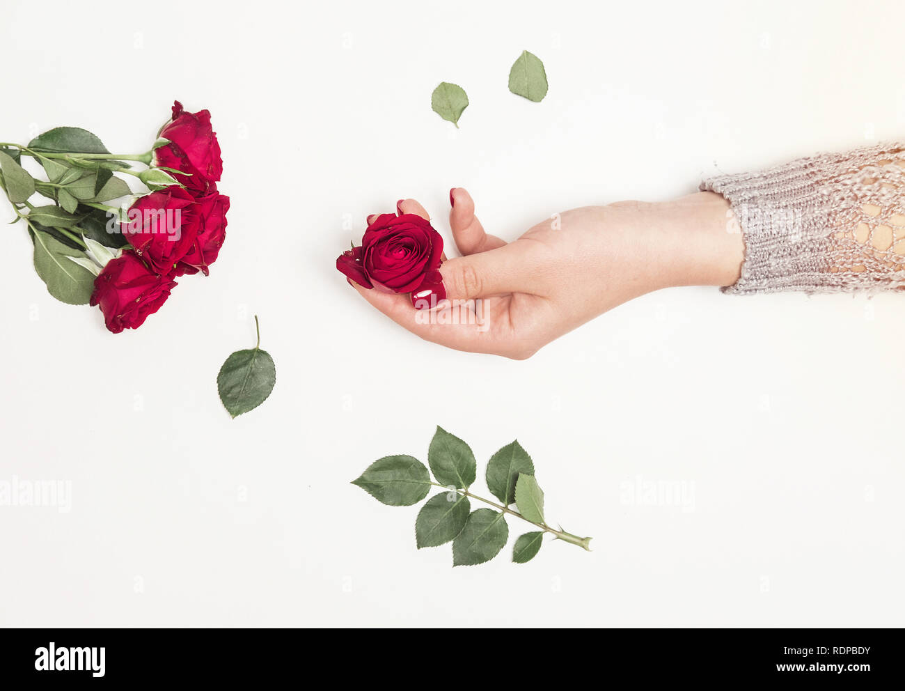 flowers roses in hands of girl, top view, little roses petals, white ...