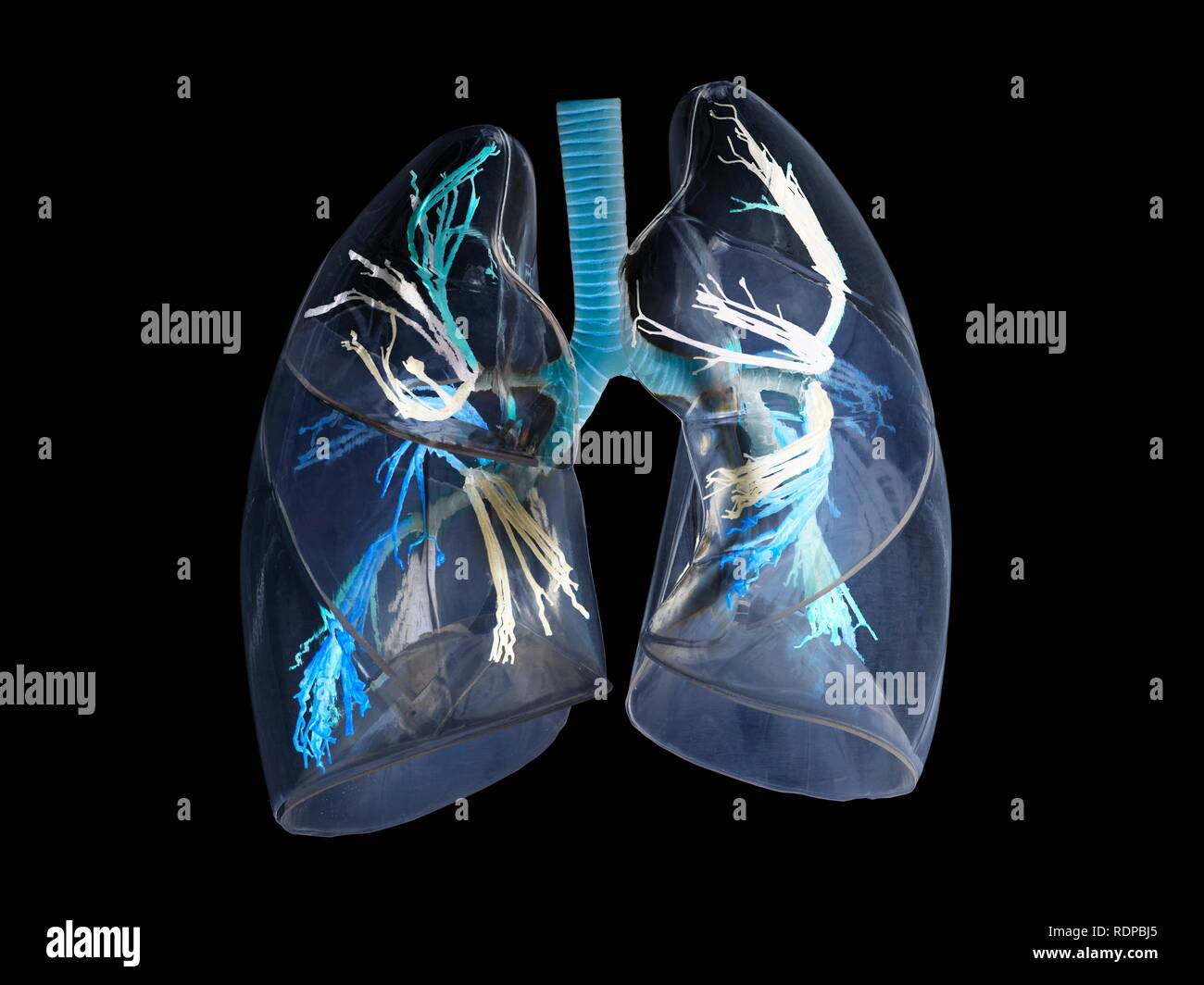 Human lungs hi-res stock photography and images - Alamy