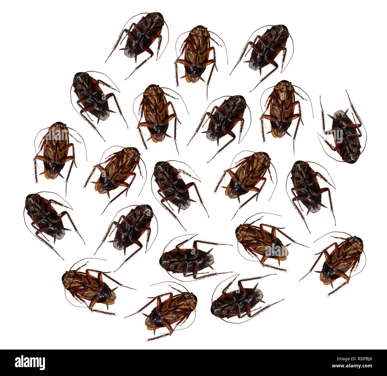 Cockroaches hi-res stock photography and images - Alamy