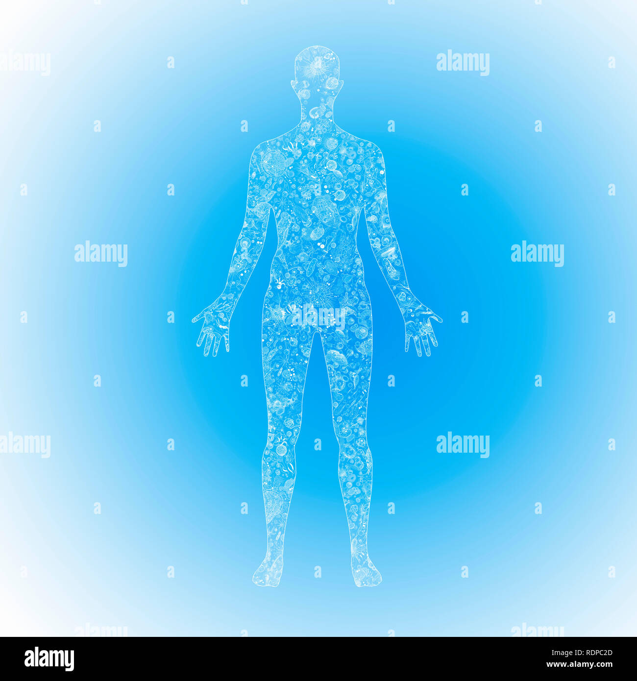 Biomes of the human body, illustration Stock Photo - Alamy