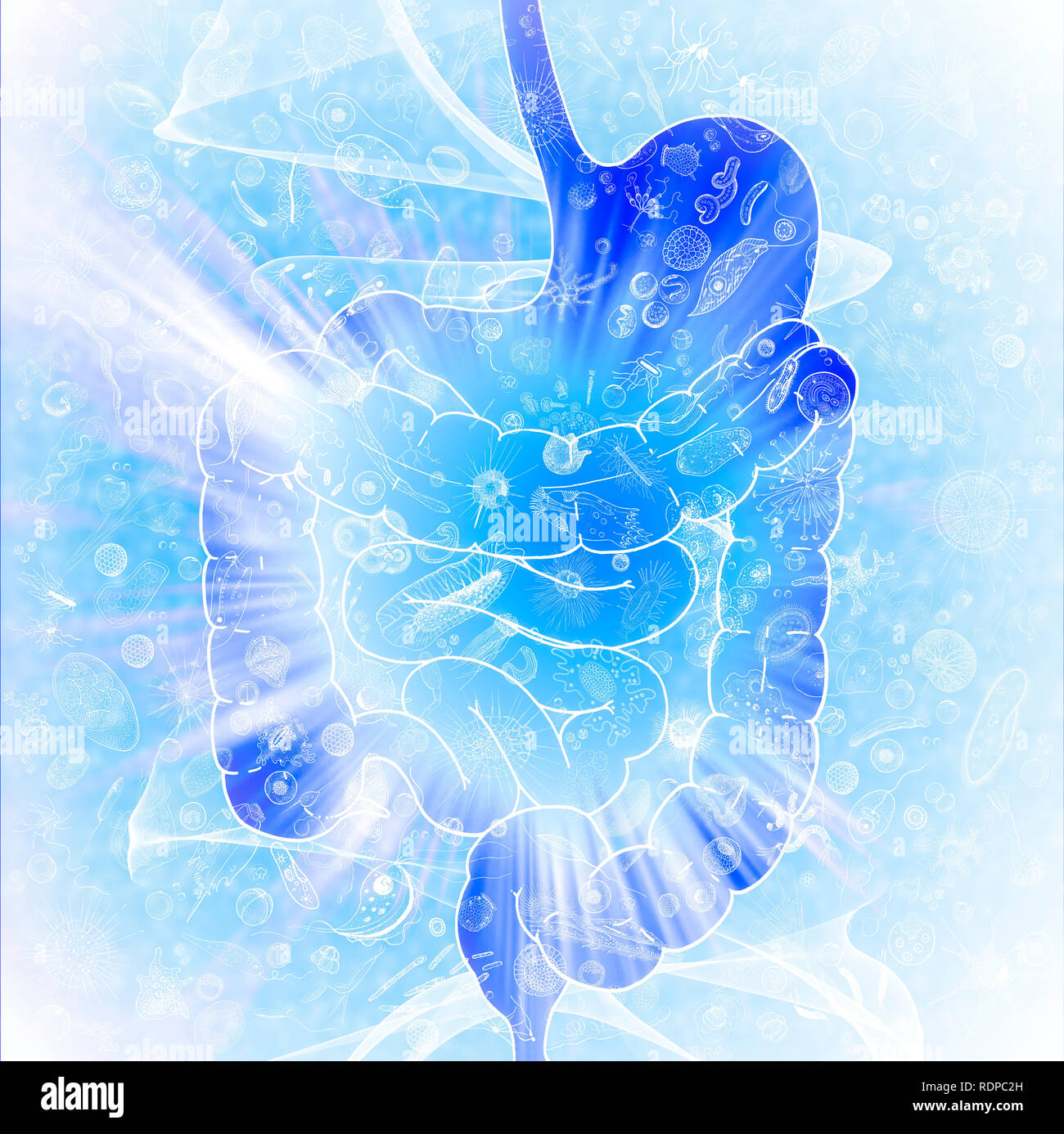 Biomes of the human digestive tract, illustration Stock Photo - Alamy
