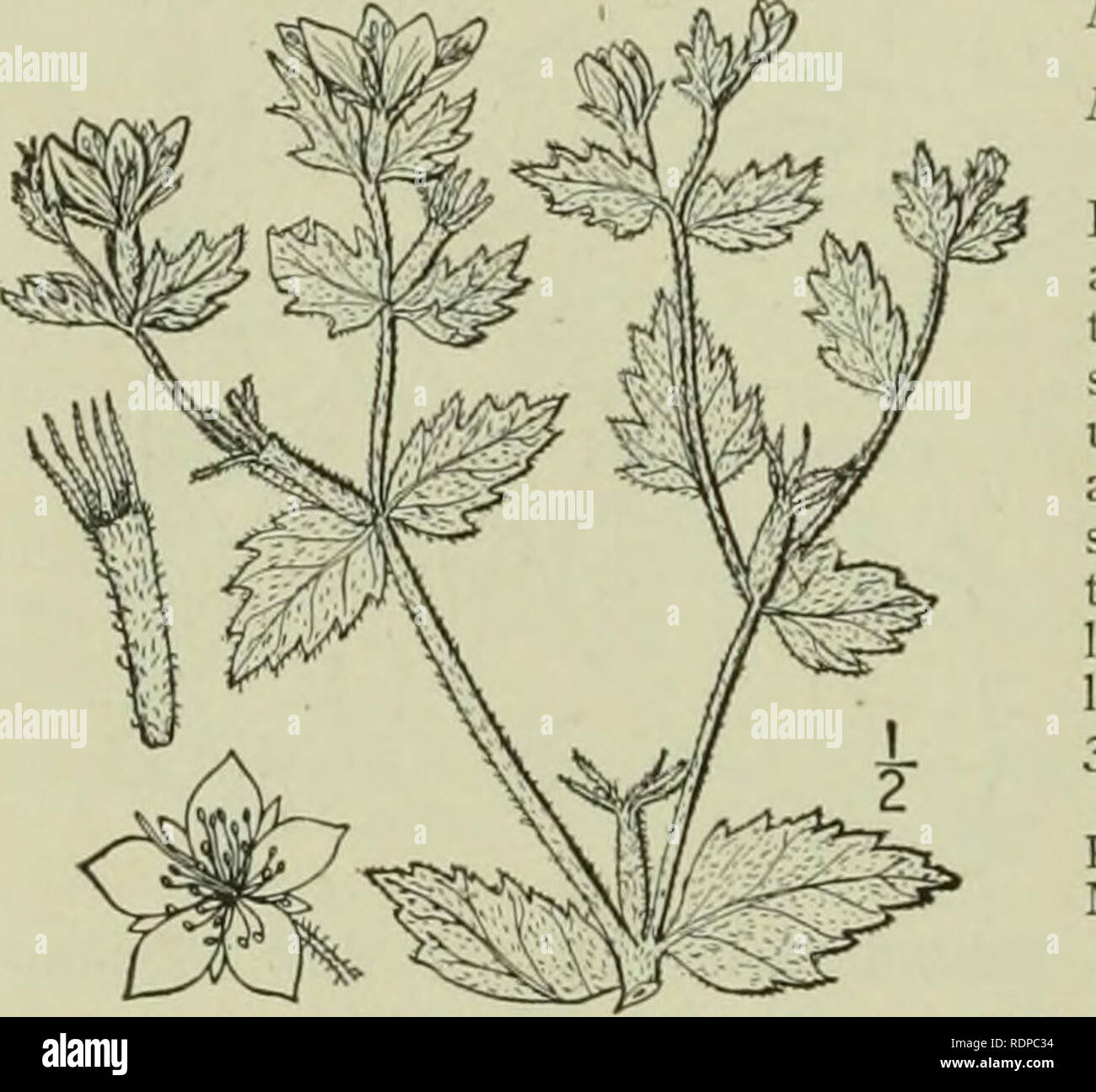 . An illustrated flora of the northern United States, Canada and the ...