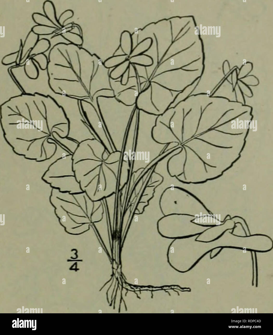 Blades thin cordate broadly ovate orbicular reniform i hi-res stock ...
