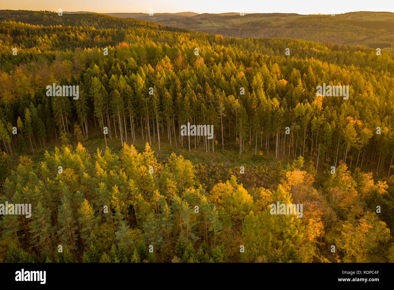 aerial view of trees in a forest Stock Photo - Alamy