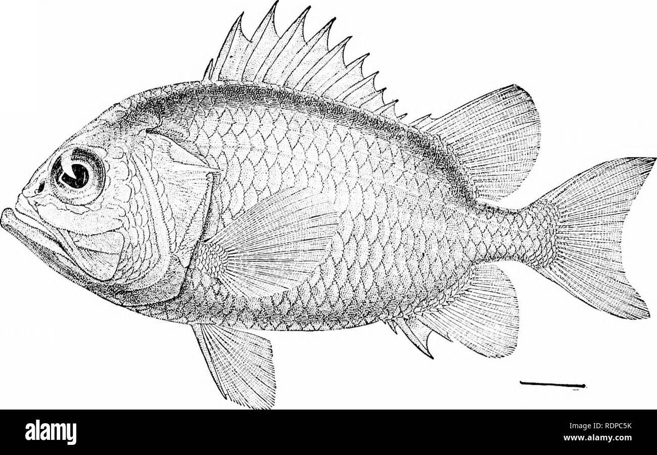 Preopercular spine hi-res stock photography and images - Alamy