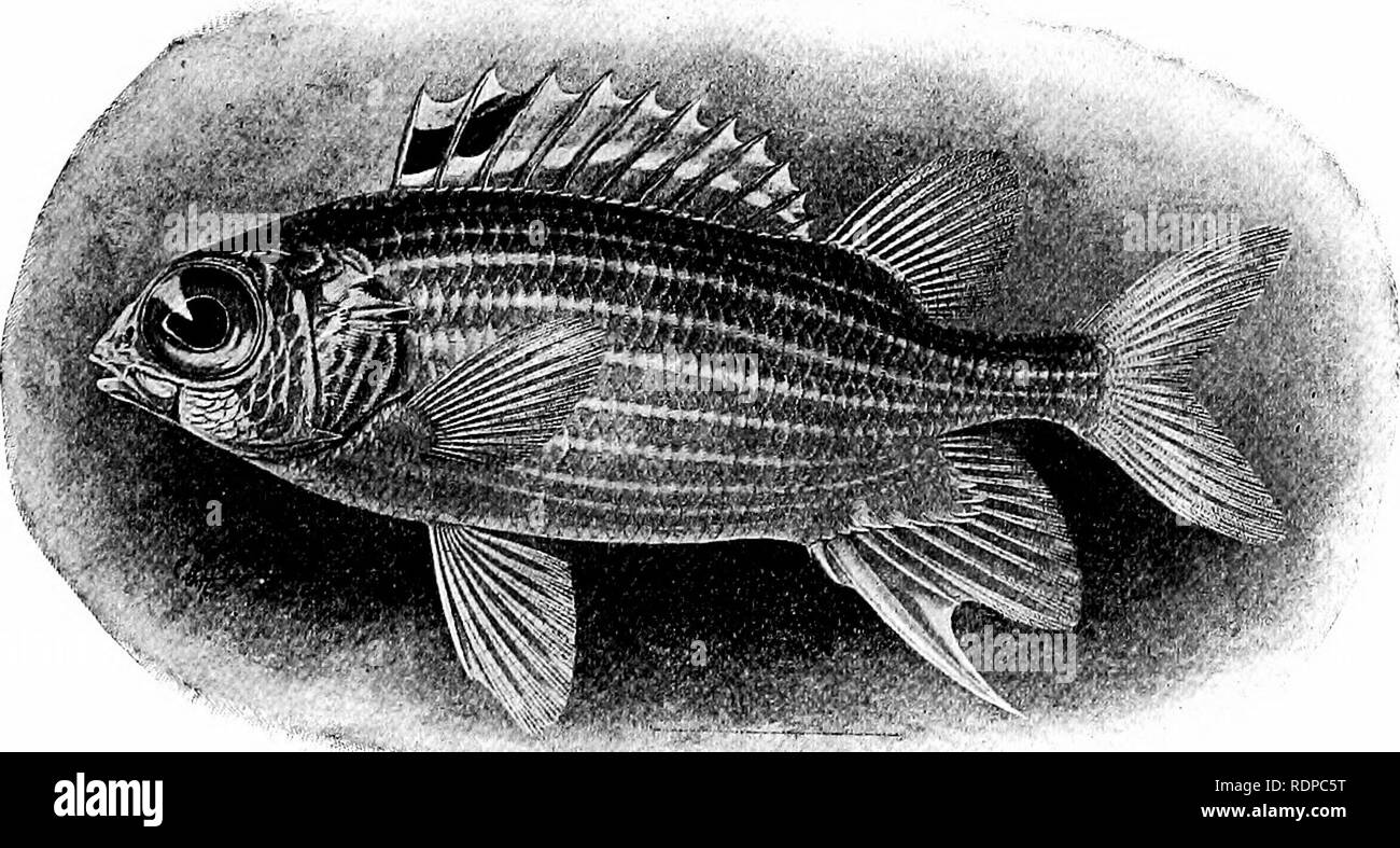 Diversity tropical fish in Black and White Stock Photos & Images - Alamy