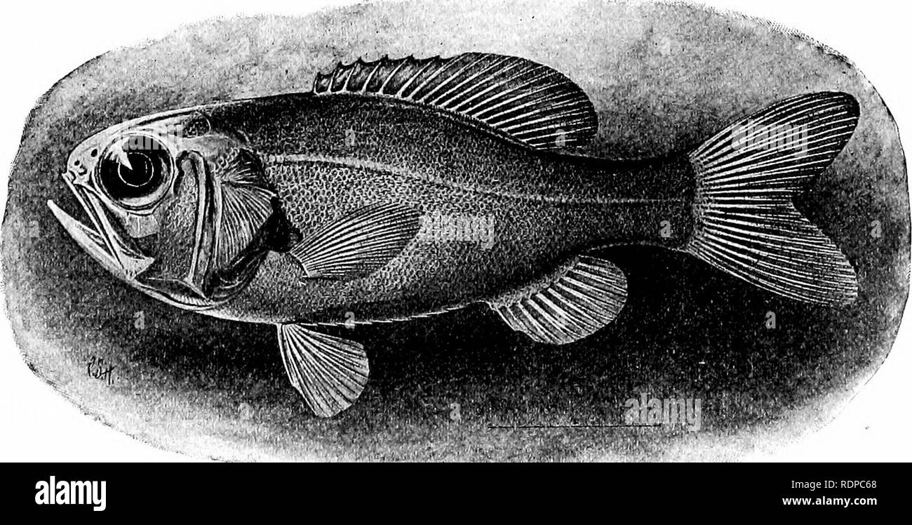 Spiny rayed hi-res stock photography and images - Alamy