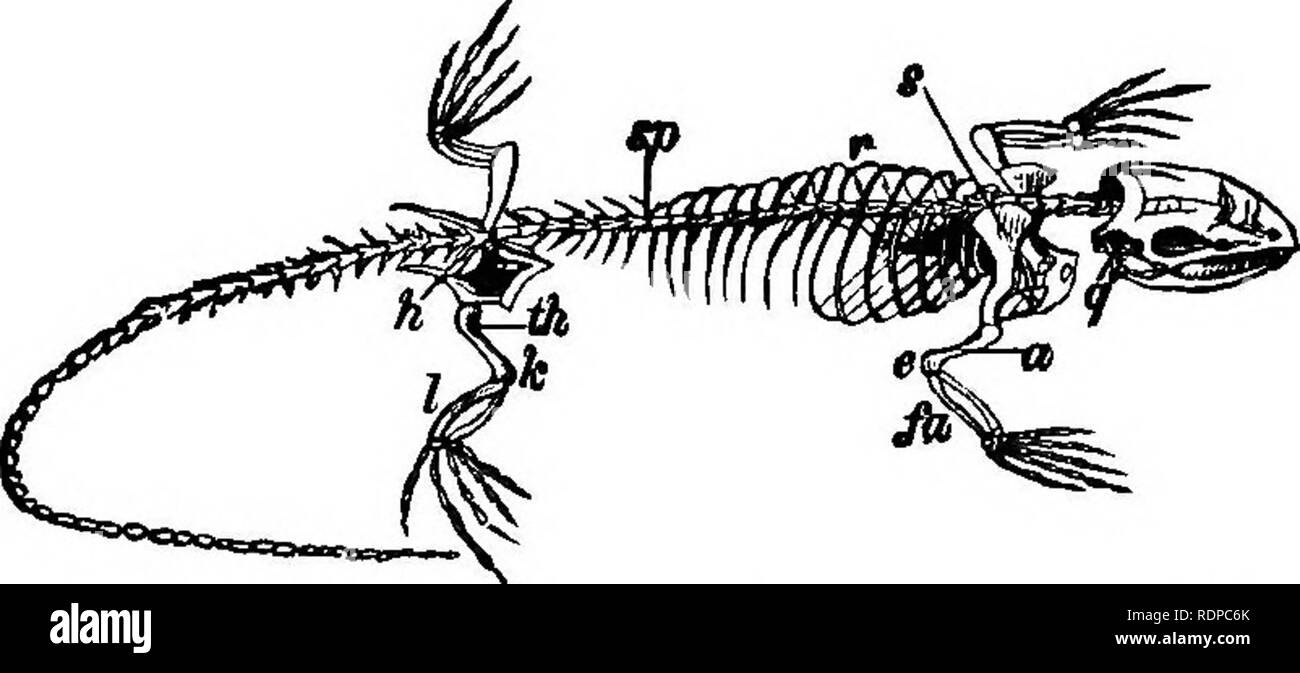 . The story of the amphibians and the reptiles. Amphibians; Reptiles ...