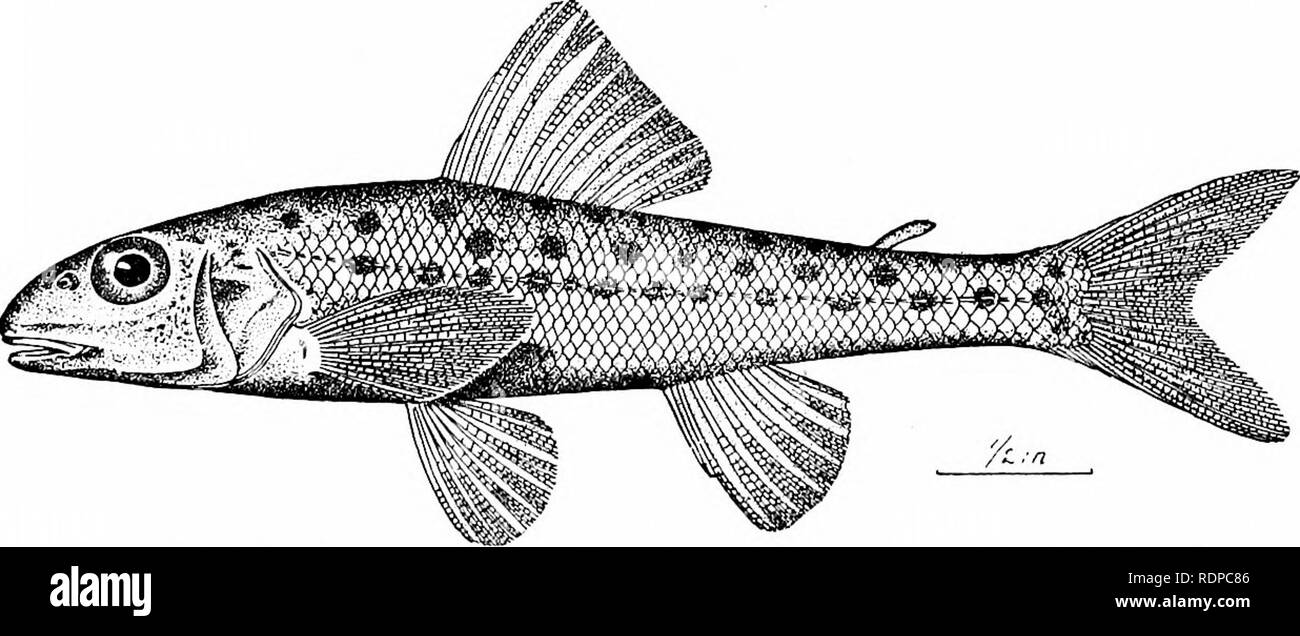 . Fishes. Fishes. CHAPTER XXIX SALMOPERC^ AND OTHER TRANSITIONAL GROUPS ...
